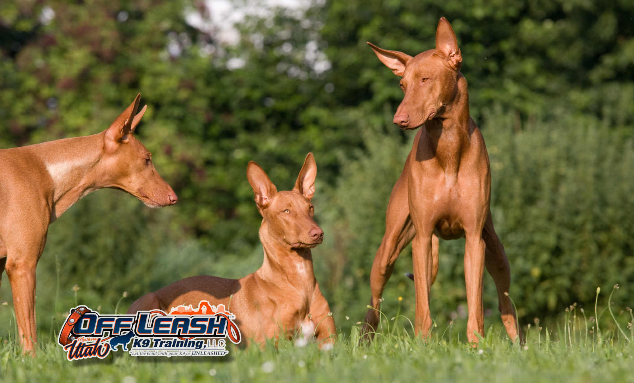 5 Mind-Blowing Facts About the Pharaoh Hound
